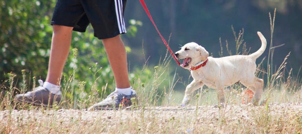 The Ultimate Guide to Mastering the Dog Walk – Pet Creations Art